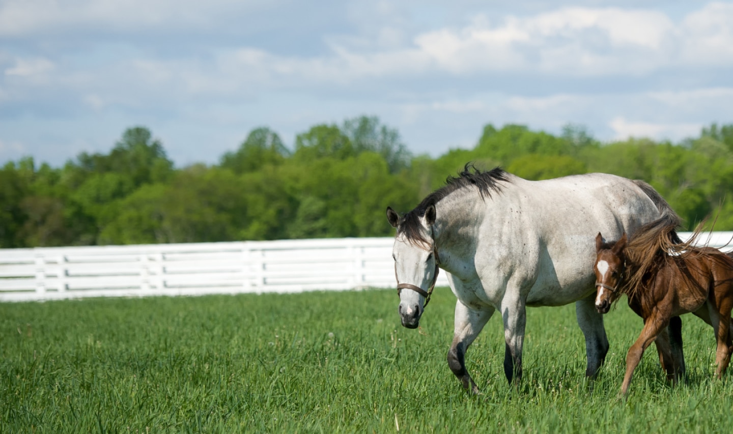 Cutback Saddle | Mondial Industries, Ltd